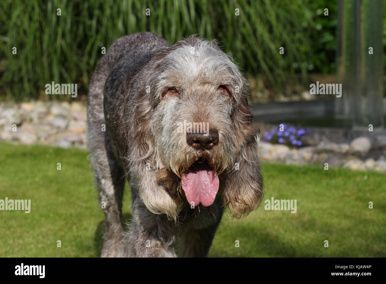 Italian Spinone senior dog landscape headshot walking on grass looking ...