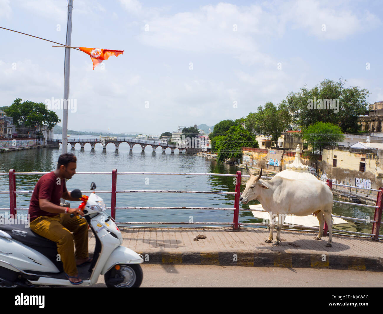 Blue bull india blue cow hi-res stock photography and images - Alamy