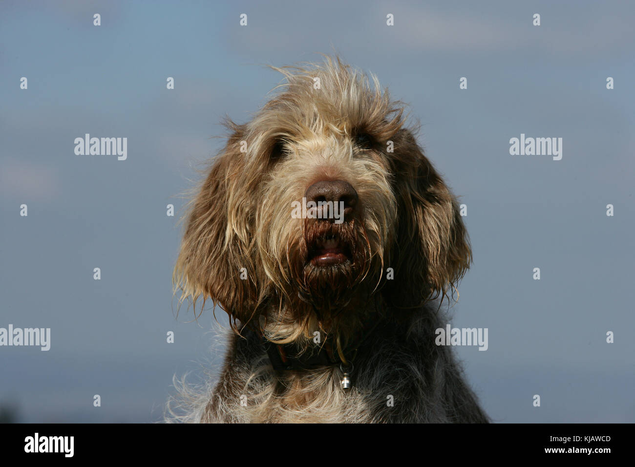 Italian spinone hi-res stock photography and images - Alamy