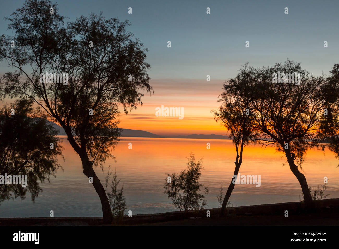 Tamarisk trees hi-res stock photography and images - Alamy