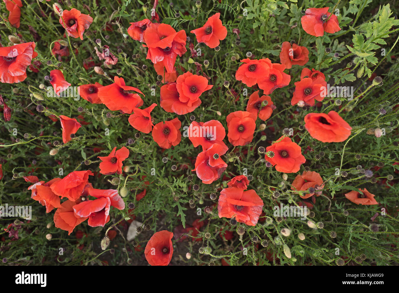Field Poppies North Norfolk summer Stock Photo - Alamy