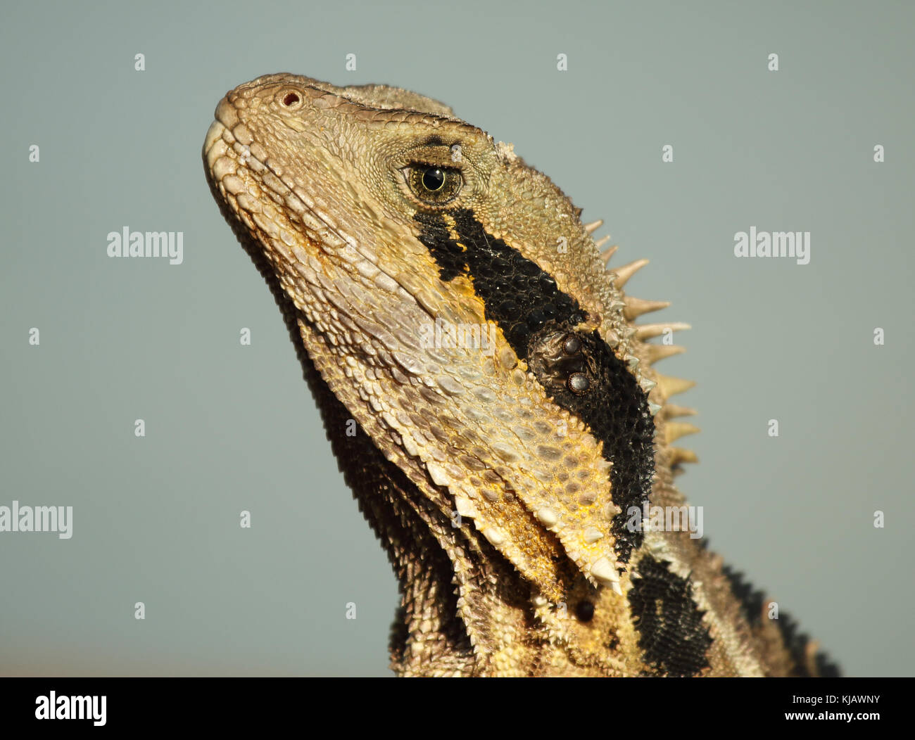 A portrait of an Australian Water Dragon in coastal Australia Stock ...