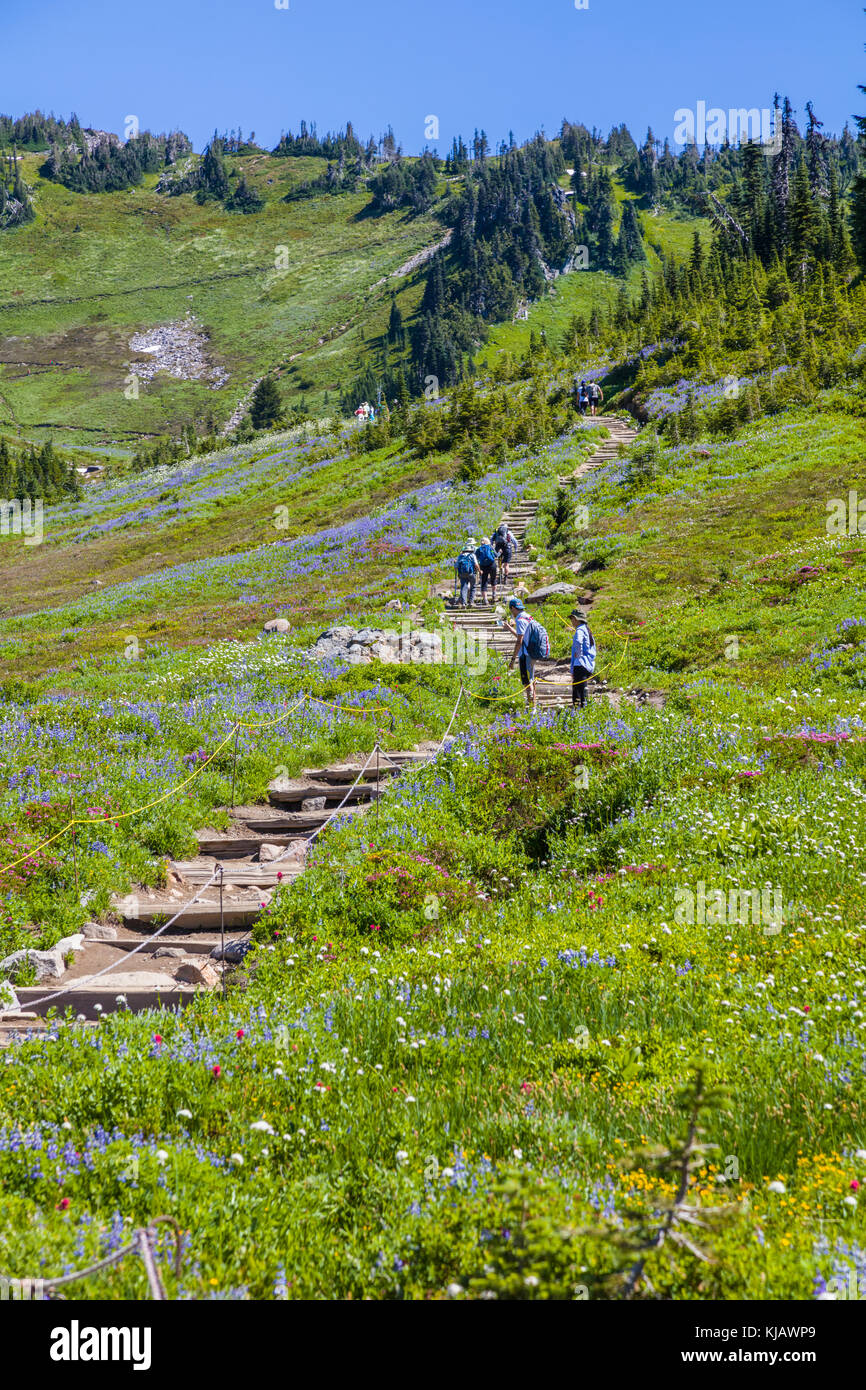 Golden Gate Trail at the Paradise section of Mount Rainier National ...