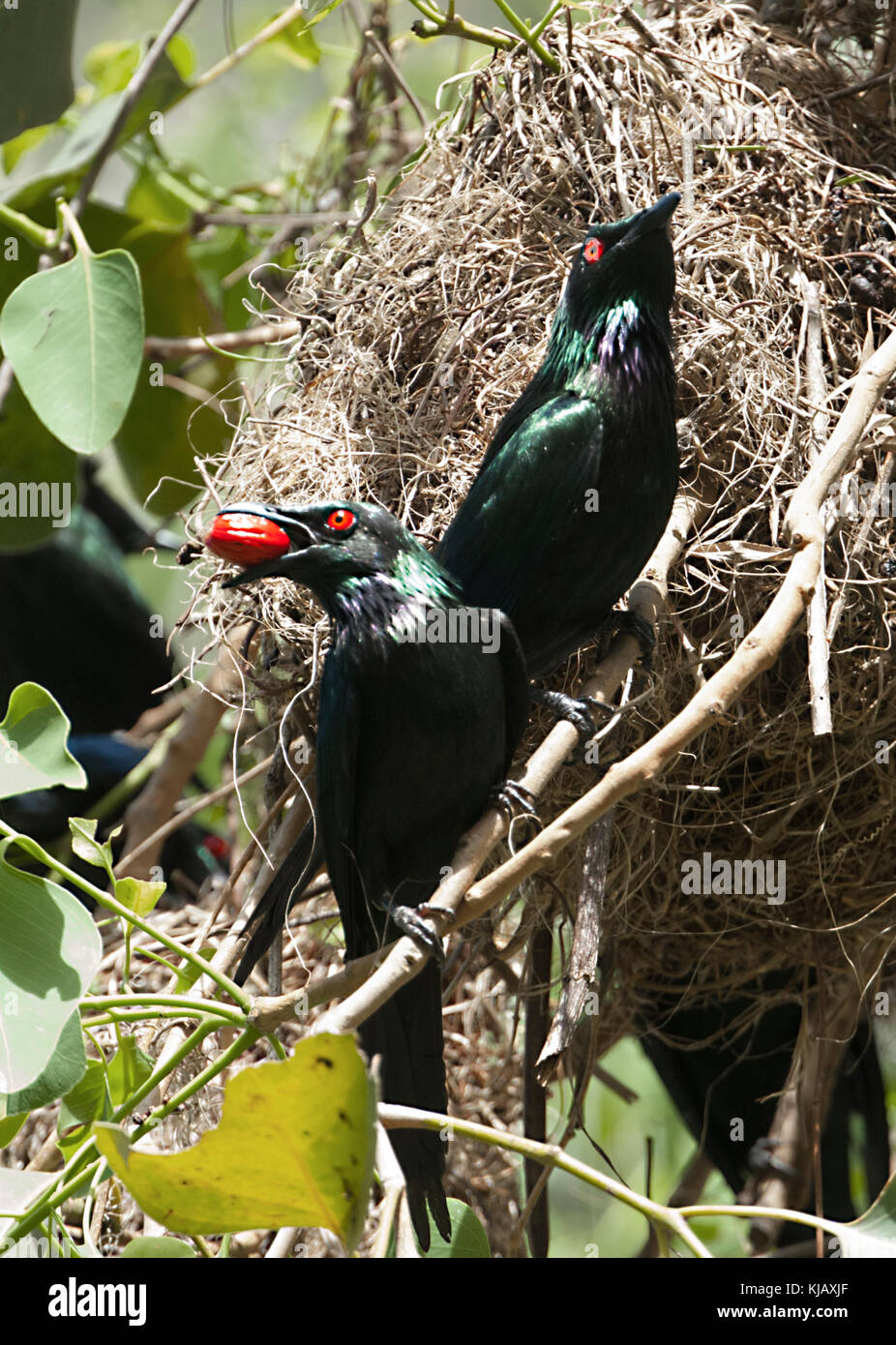 Metallic Starling or Shining Starling (Aplonis metallica), feeding on ...