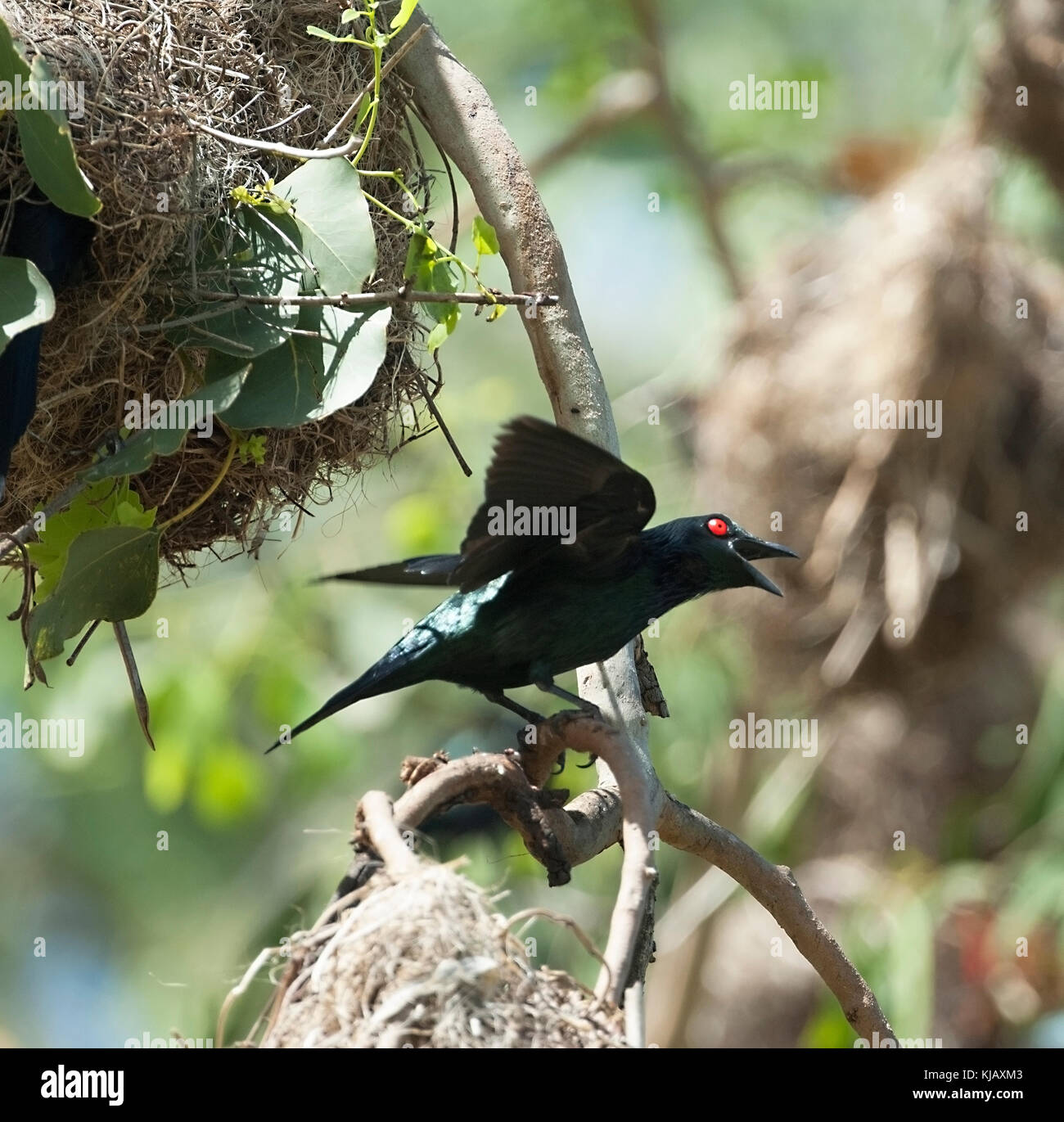 Metallic Starling or Shining Starling (Aplonis metallica) on its nest ...