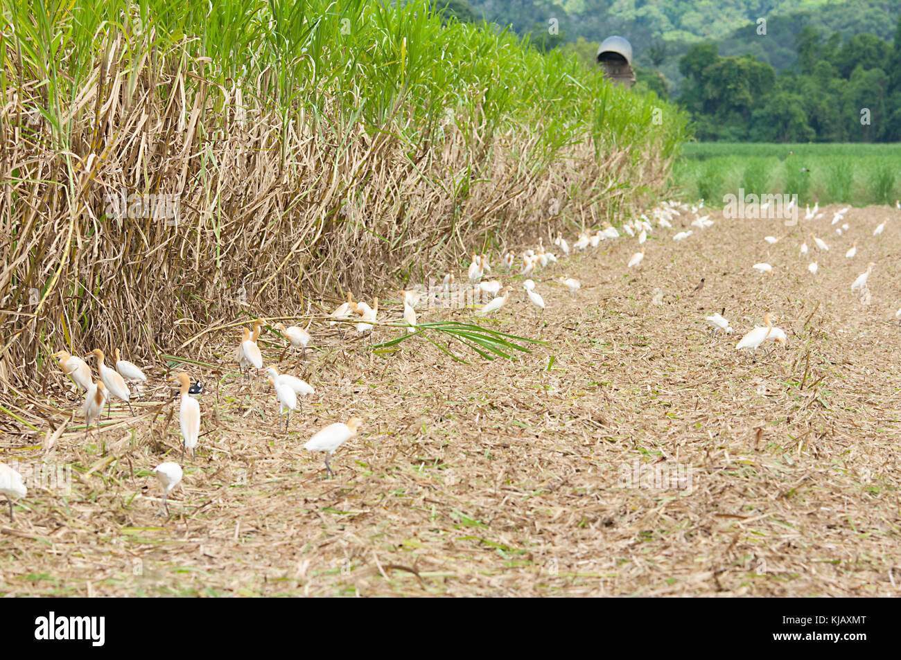 Australian cattle egret hi-res stock photography and images - Alamy