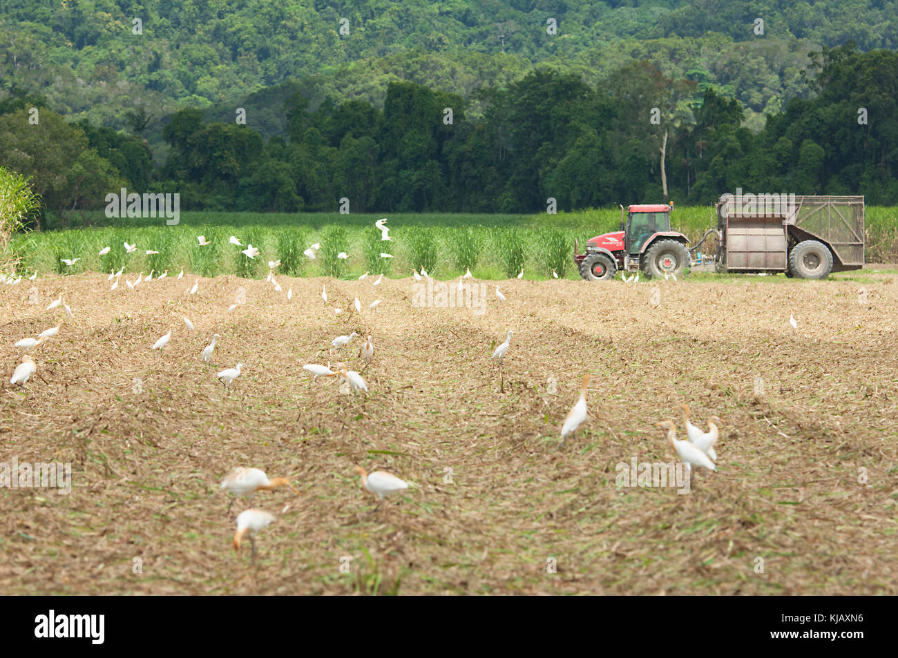 Tractor in a field with Cattle Egrets (Bubulcus ibis) waiting for ...