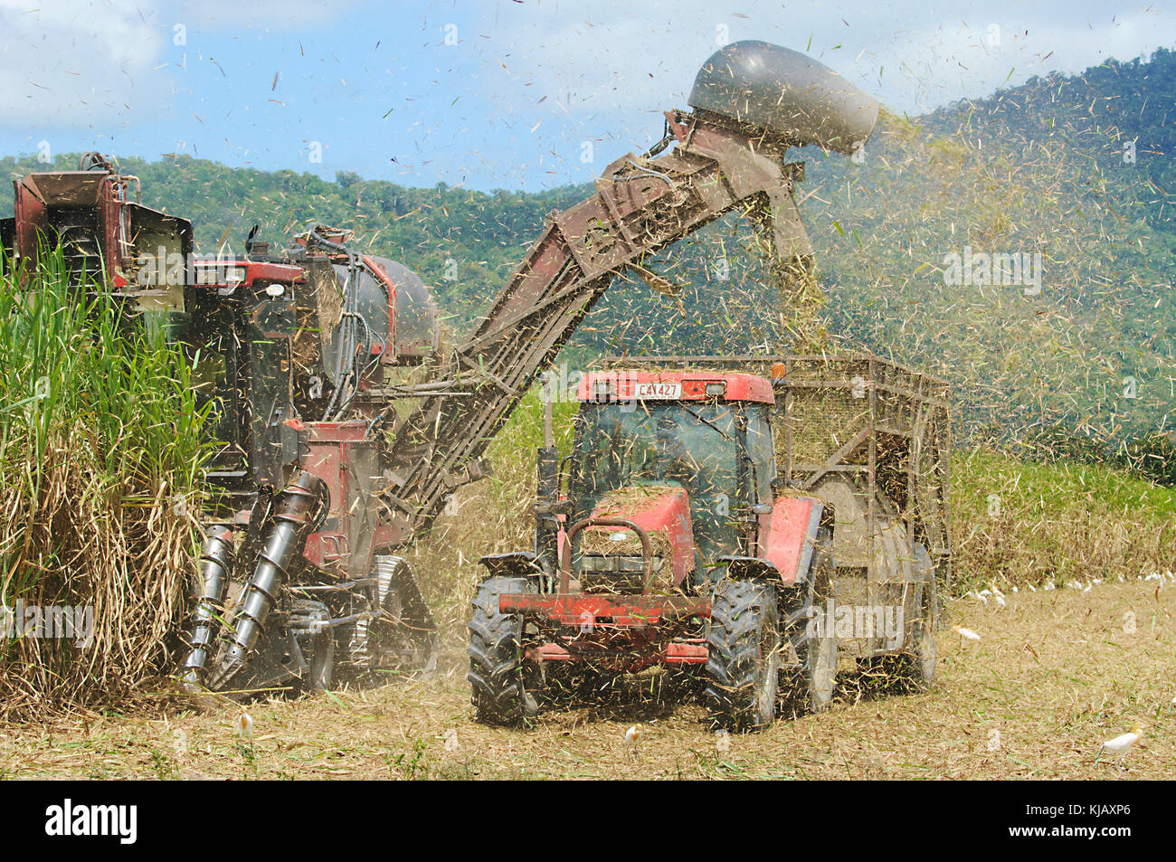 Sugar Cane Harvester Stock Photos & Sugar Cane Harvester Stock Images ...