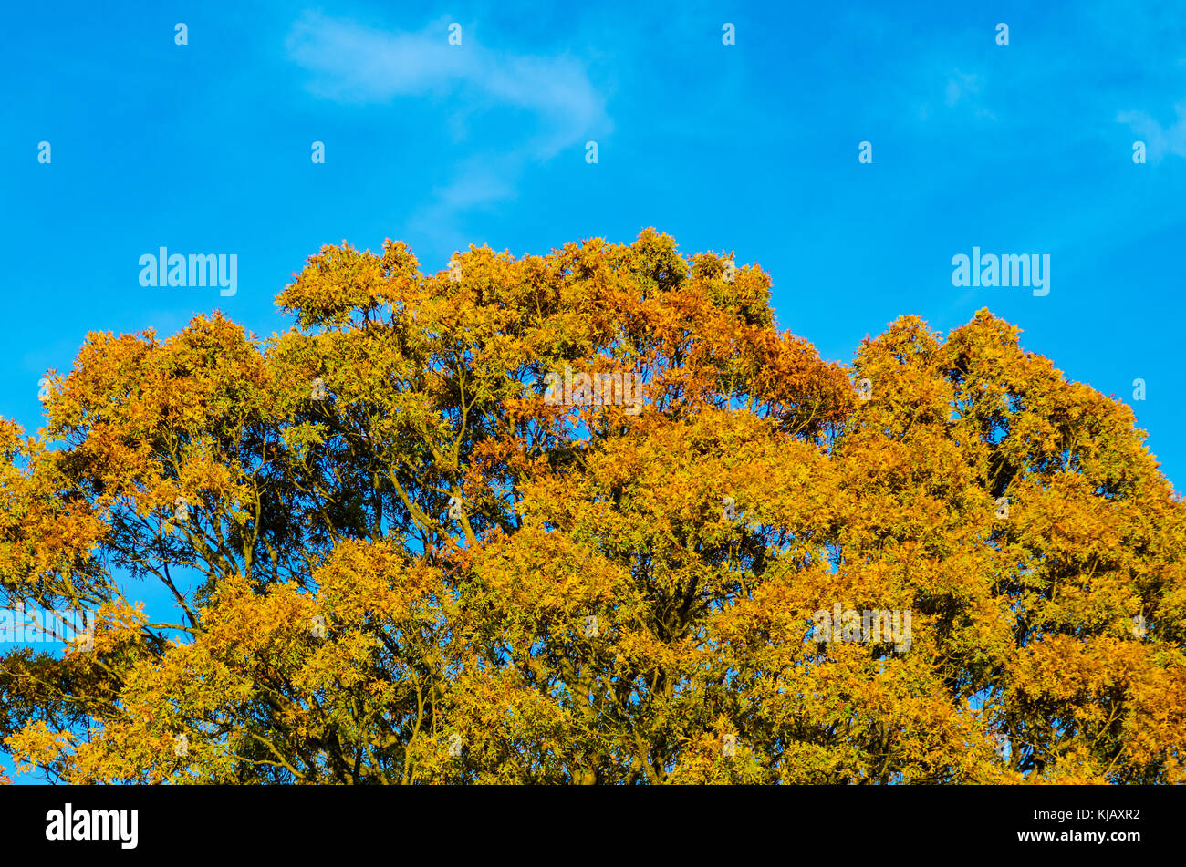 Red and orange leaves on an oak tree are highlighted against a dark ...