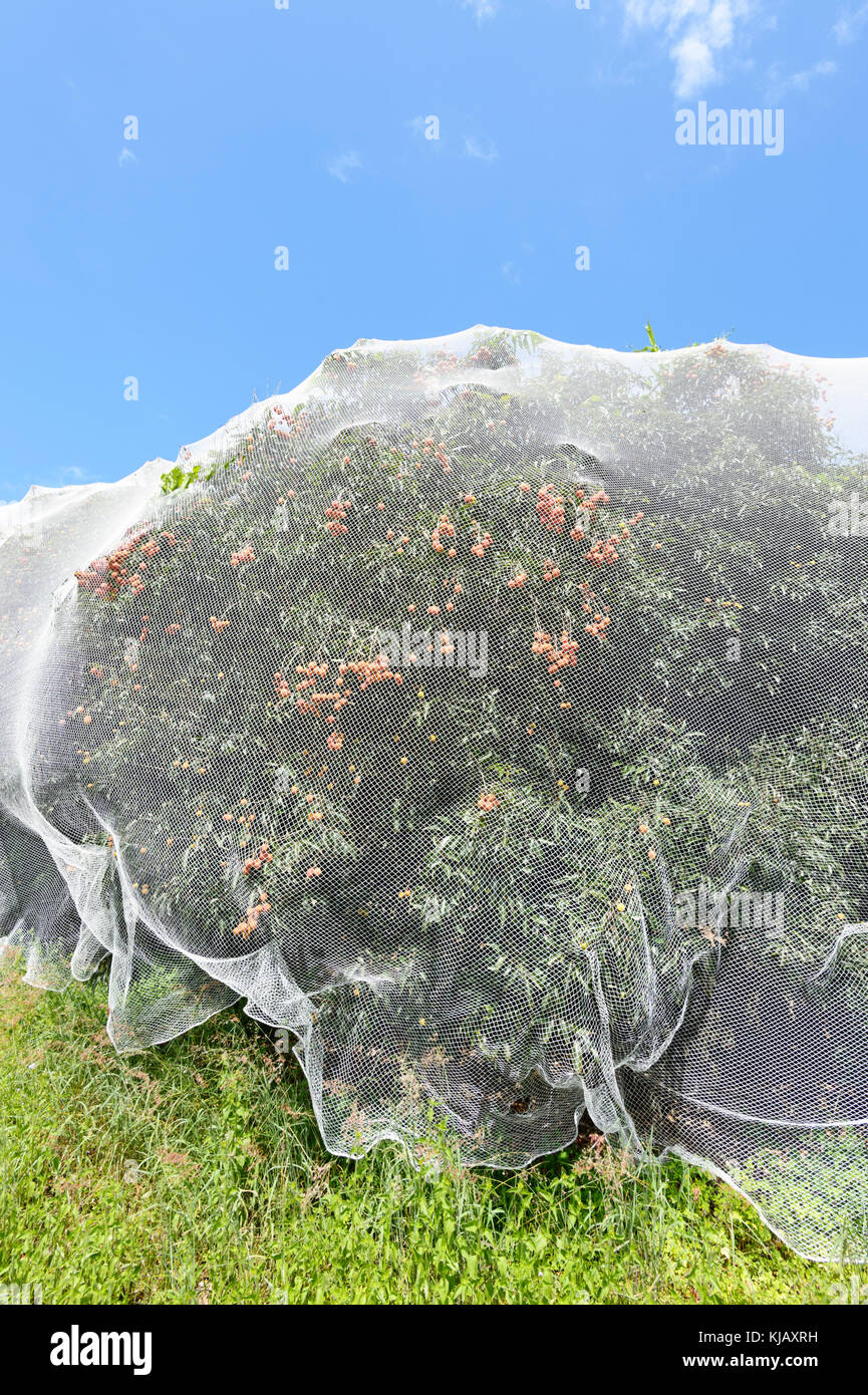 Lychee plantation (Litchi chinensis) with protective nets near Cairns ...