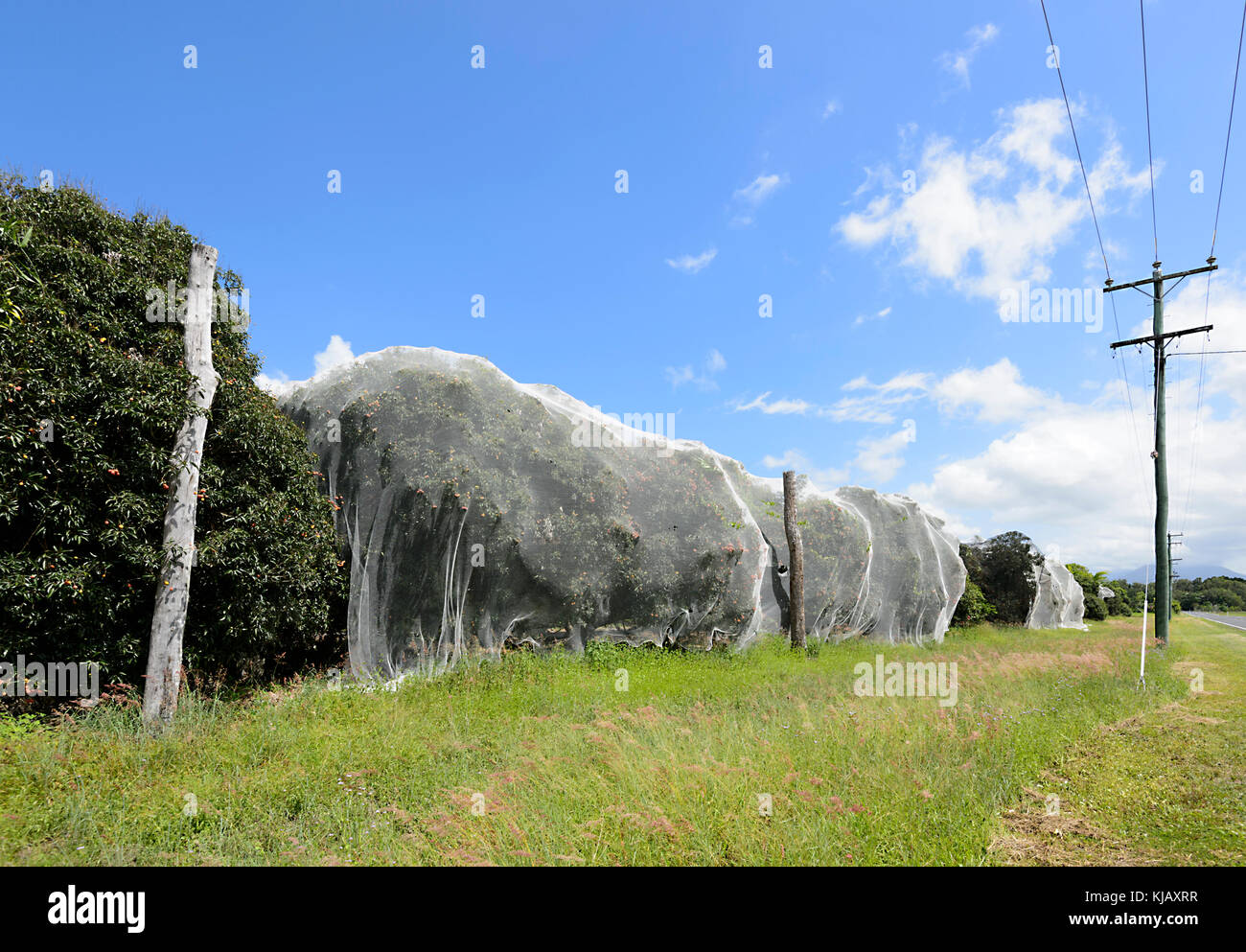 Lychee australia hi-res stock photography and images - Alamy