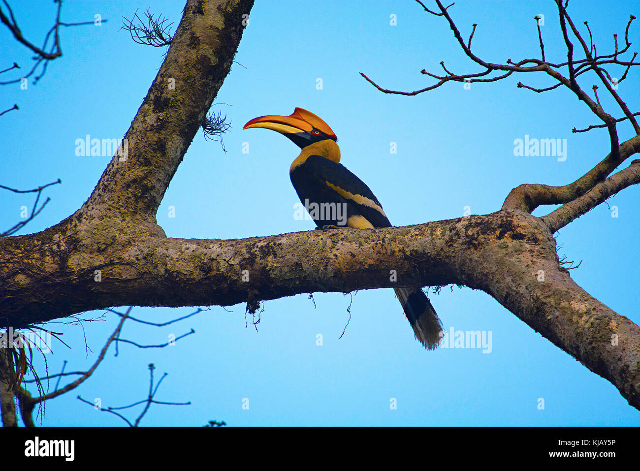 The great hornbill, Buceros bicornis, Kaziranga National Park, Assam ...