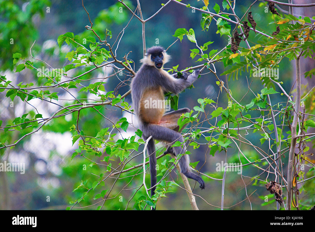 Capped Langur, Trachypithecus pileatus, Nameri National Park, Assam ...