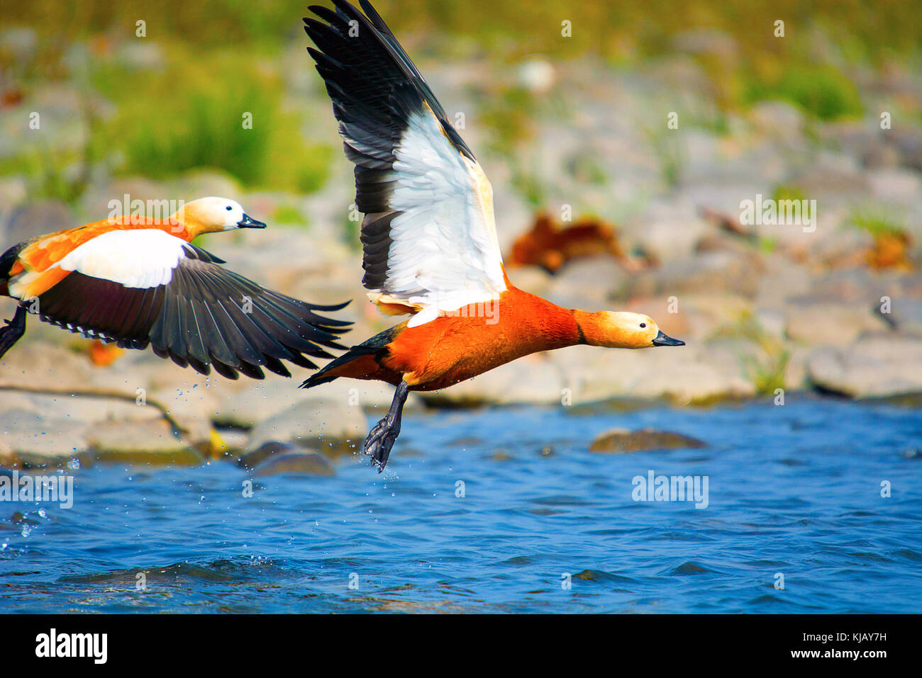 Ruddy shelduck, Tadorna ferruginea known in India as the Brahminy duck ...