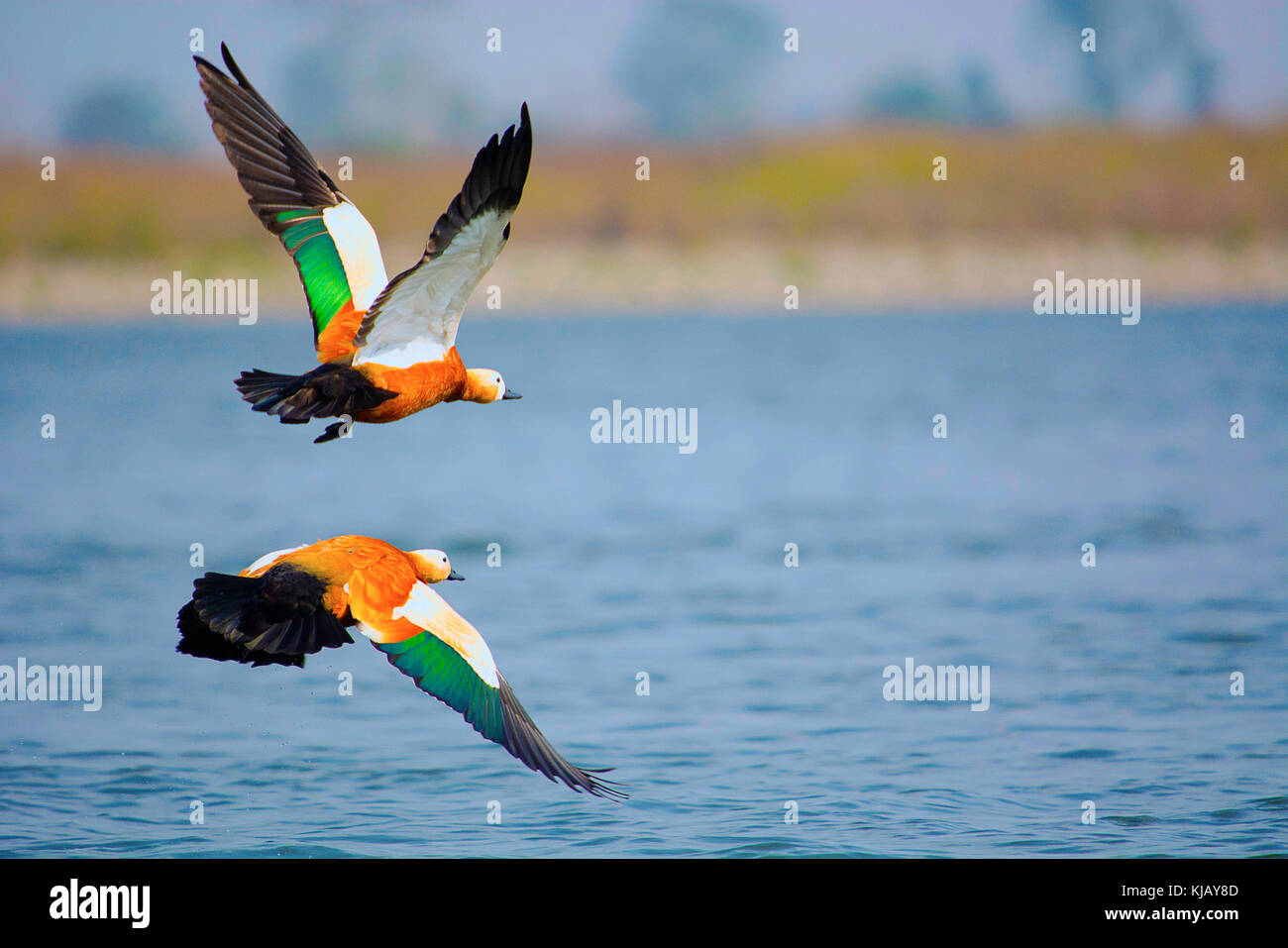Ruddy shelduck, Tadorna ferruginea known in India as the Brahminy duck ...
