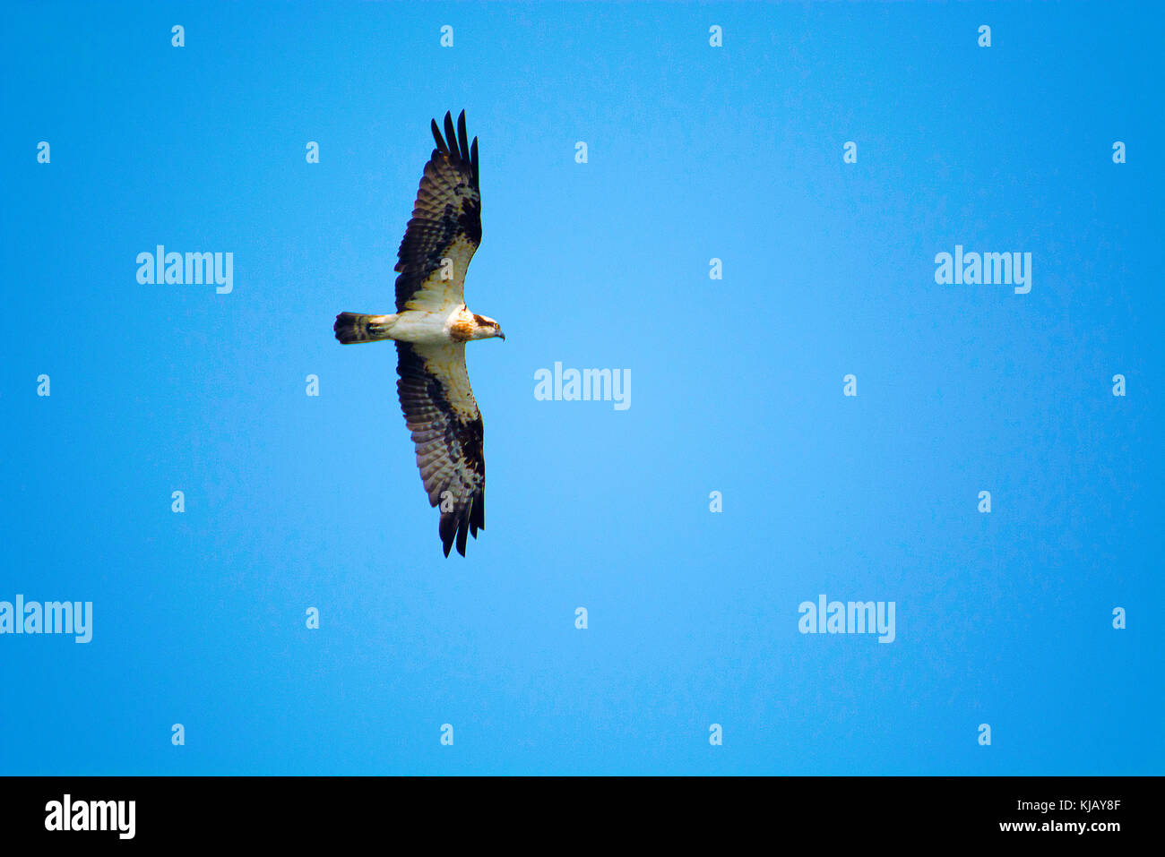 The osprey, Pandion haliaetus, Nameri National Park, Assam, India Stock ...