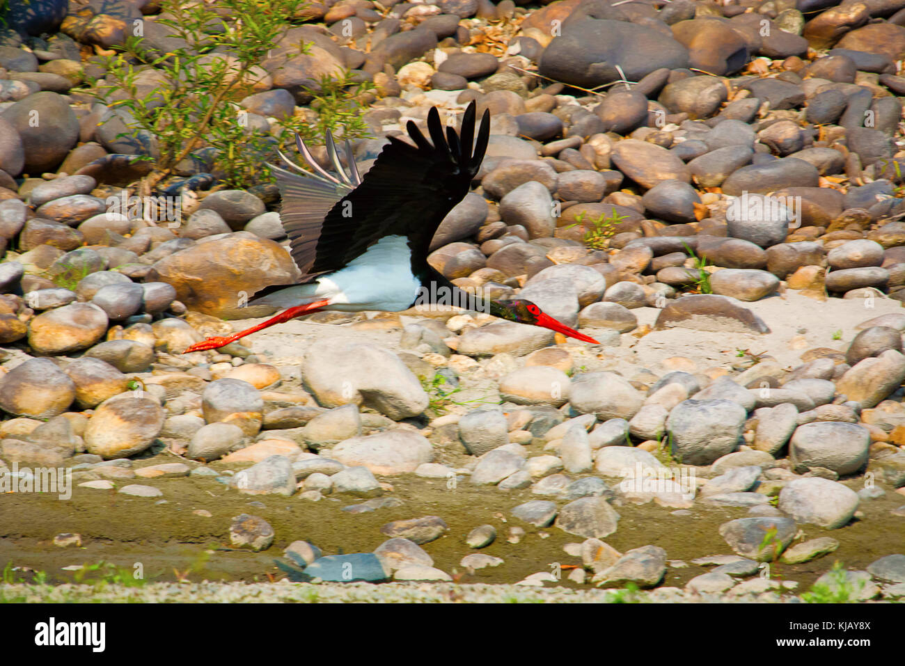 The black stork, Ciconia nigra, Nameri National Park, Assam, India ...