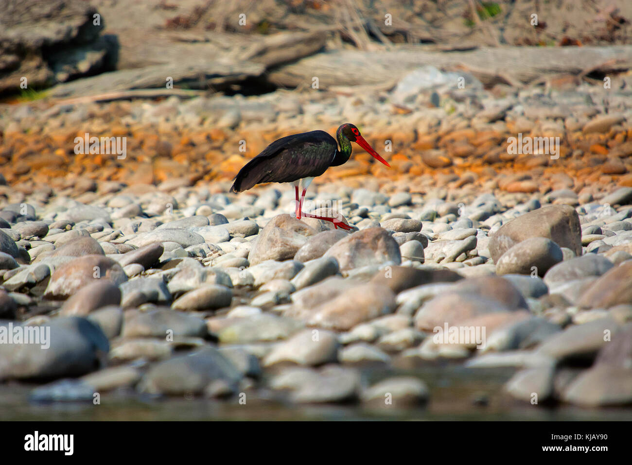 The black stork, Ciconia nigra, Nameri National Park, Assam, India ...
