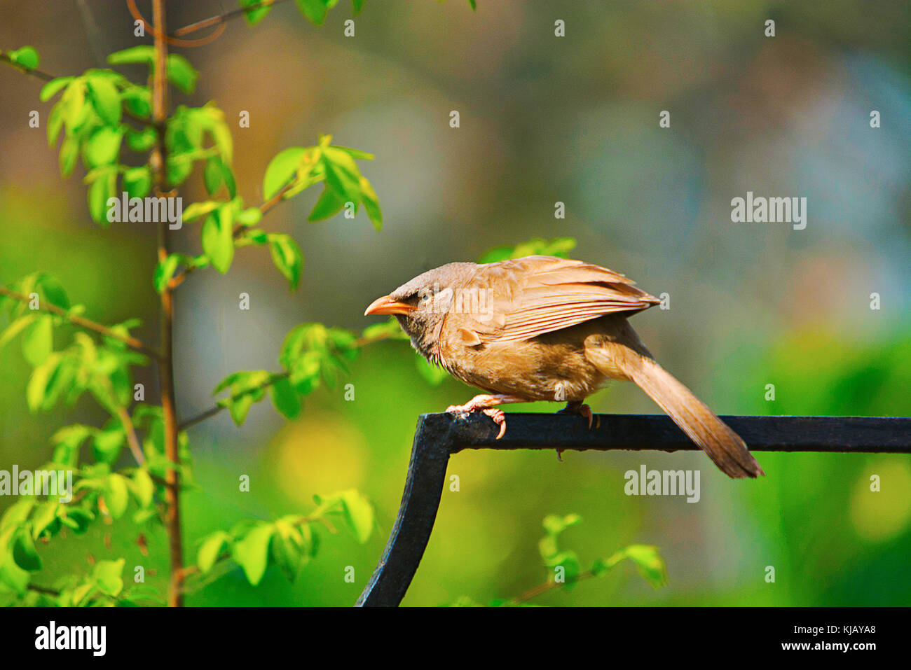 Jungle babbler, Turdoides striata, Kaziranga National Park, Assam ...