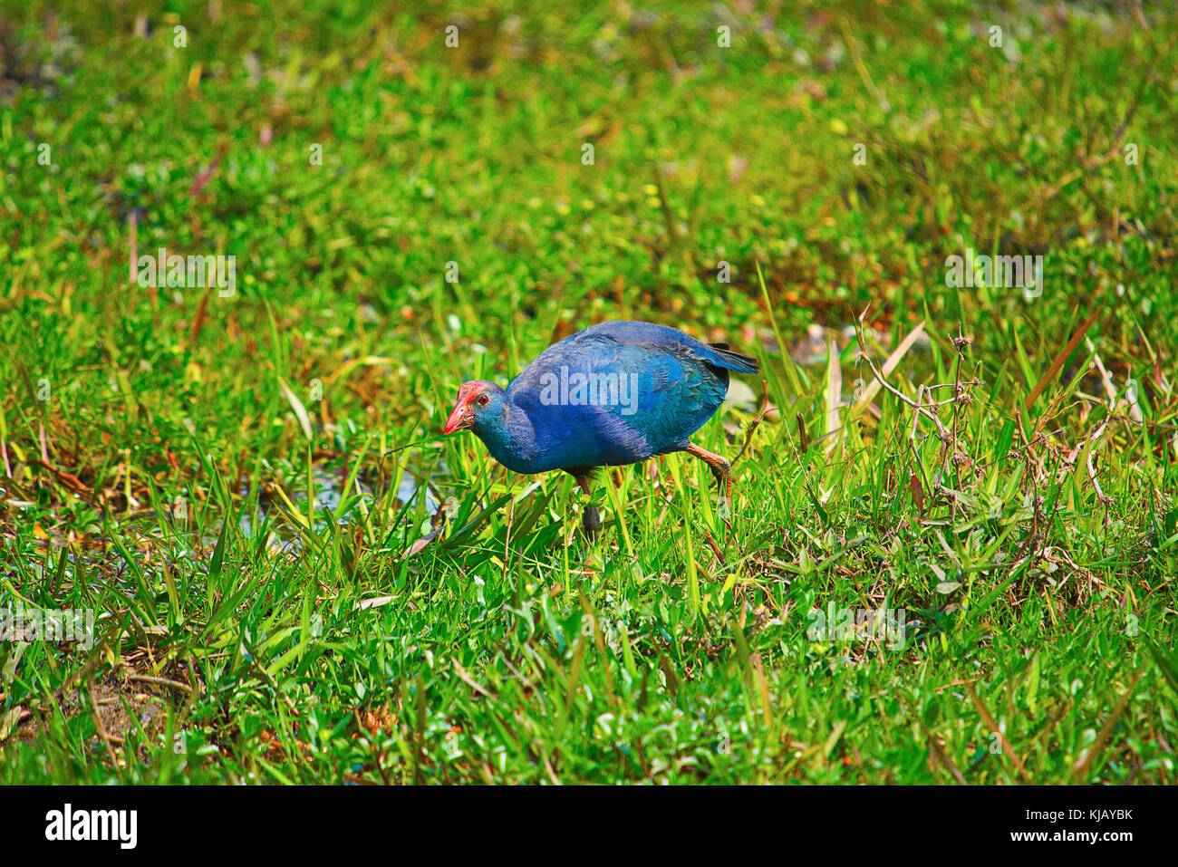 Purple moor hen hi-res stock photography and images - Alamy