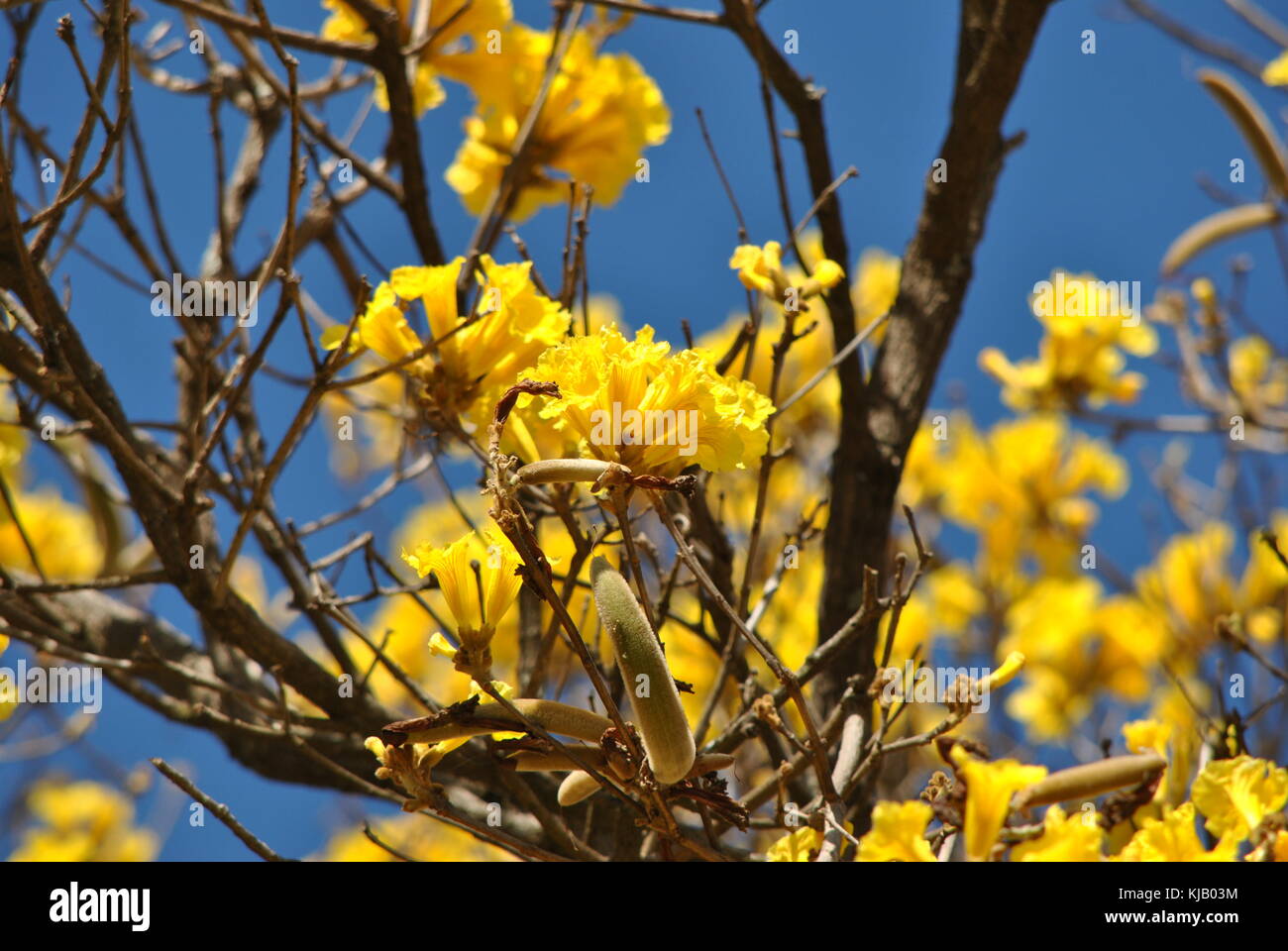 Golden Tabebuia High Resolution Stock Photography and Images - Alamy