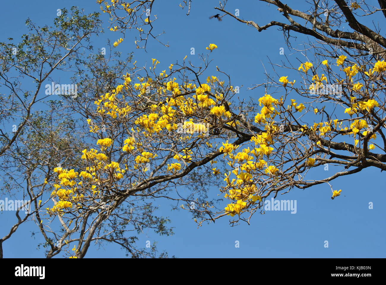 Tabebuia aurea hi-res stock photography and images - Alamy