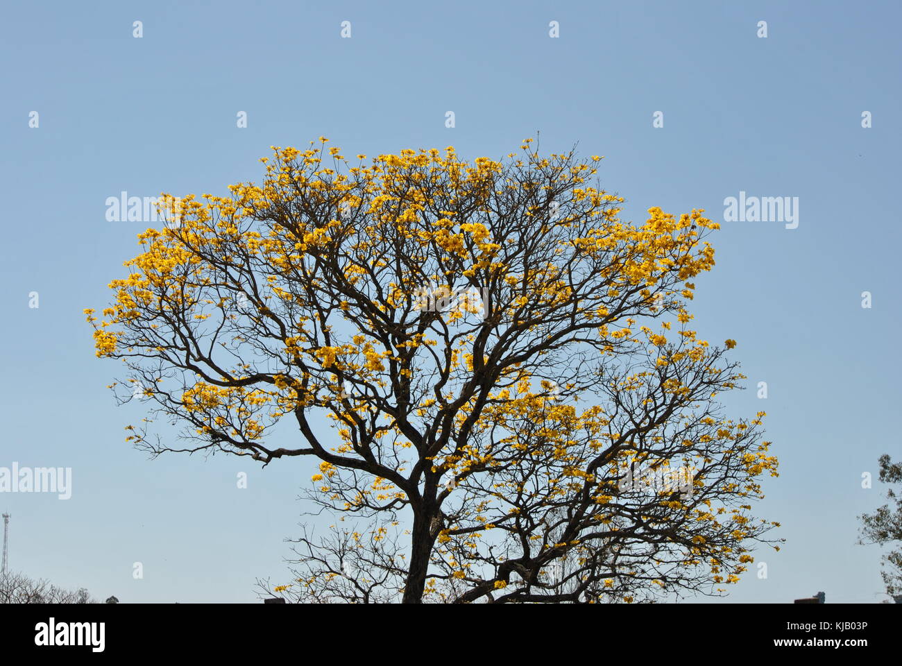 Tabebuia aurea hi-res stock photography and images - Alamy