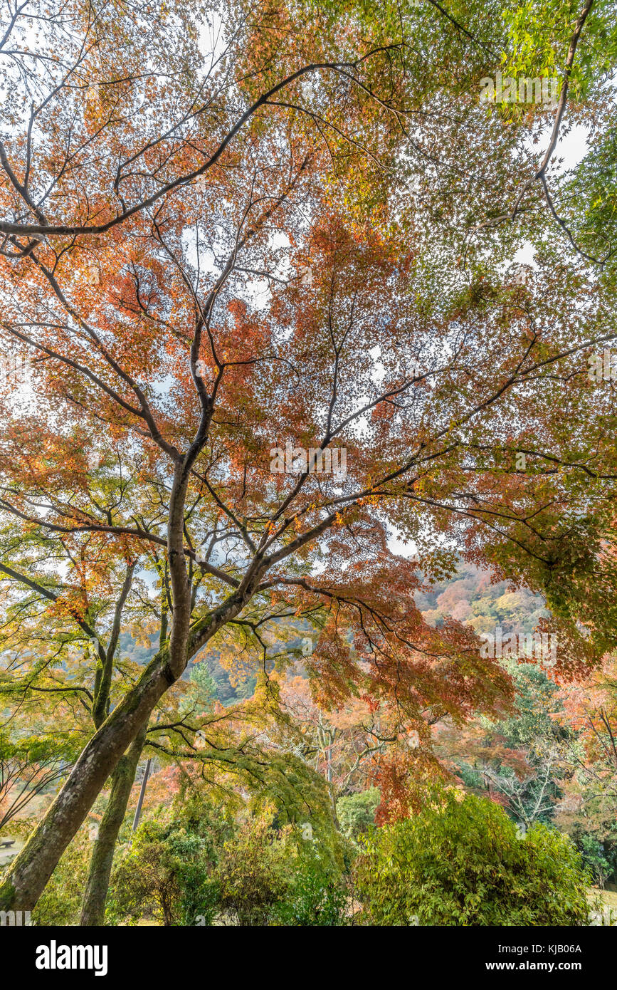 Momiji (Maple tree) Autnum leaves landscape in Arashiyama forest, Kyoto ...