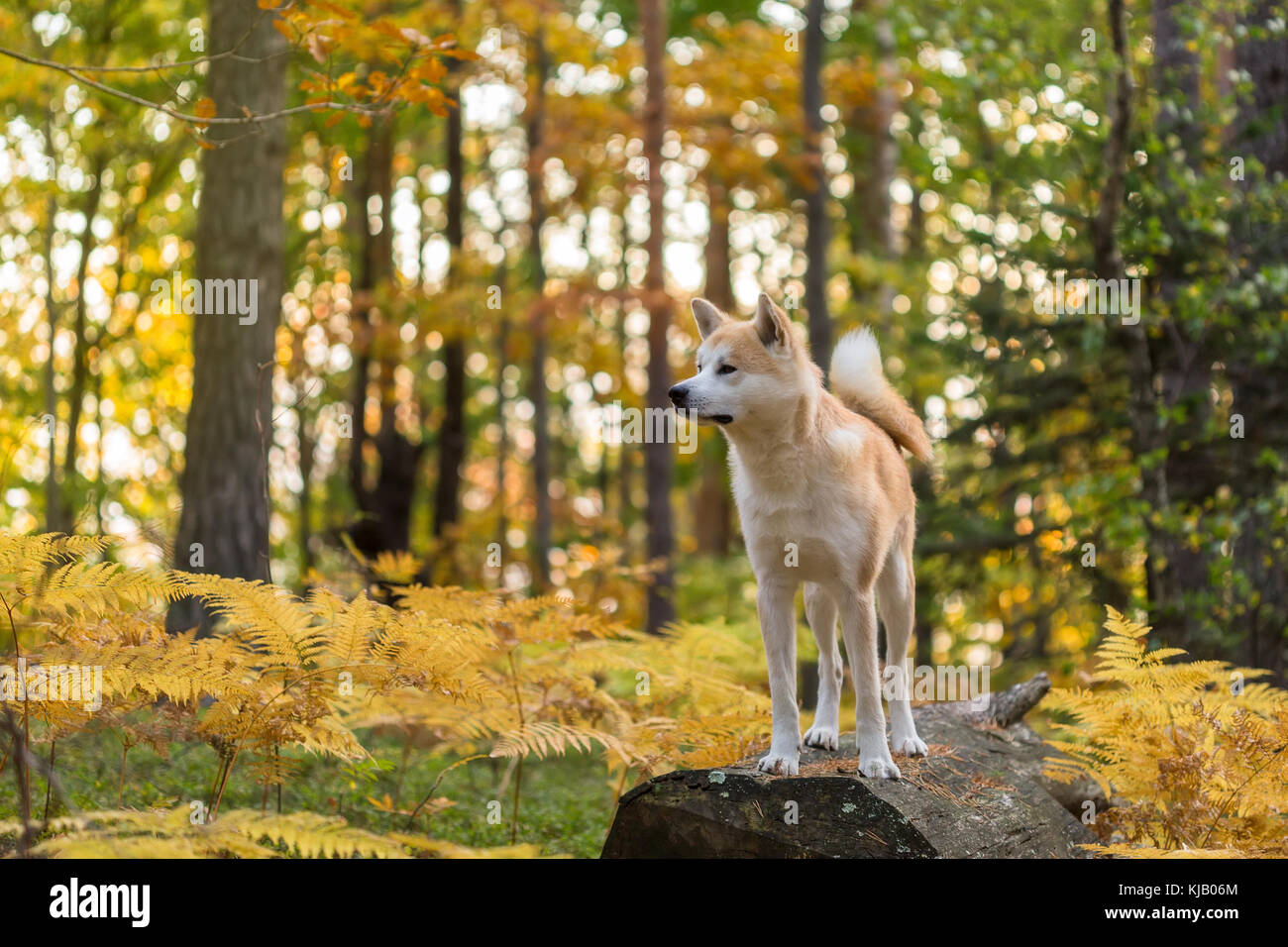 Japanese Dog Akita Inu in autumn forest Stock Photo - Alamy
