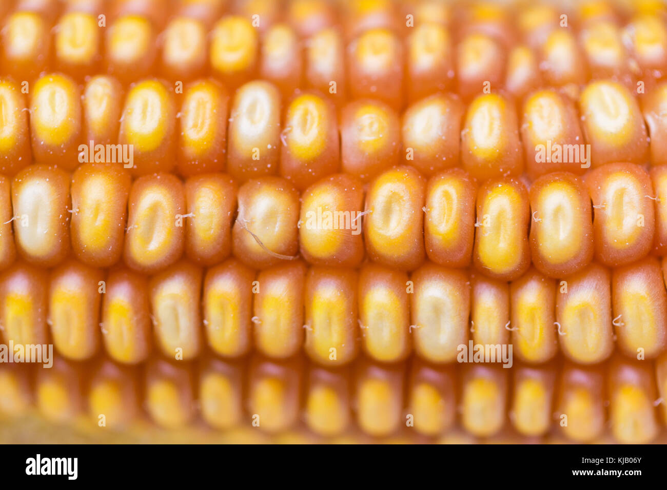 Maize pattern hi-res stock photography and images - Alamy
