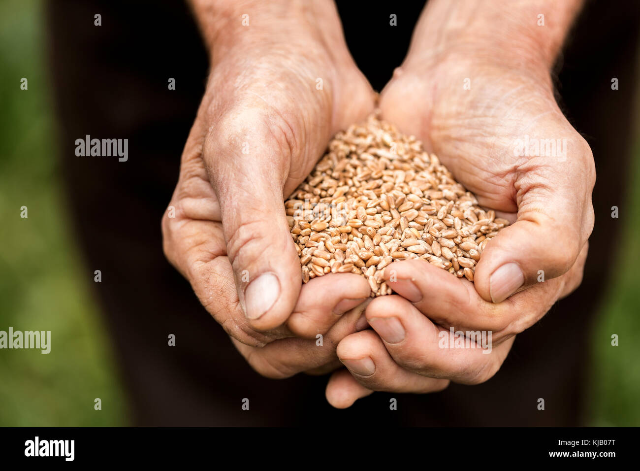 Grains seeds hi-res stock photography and images - Alamy