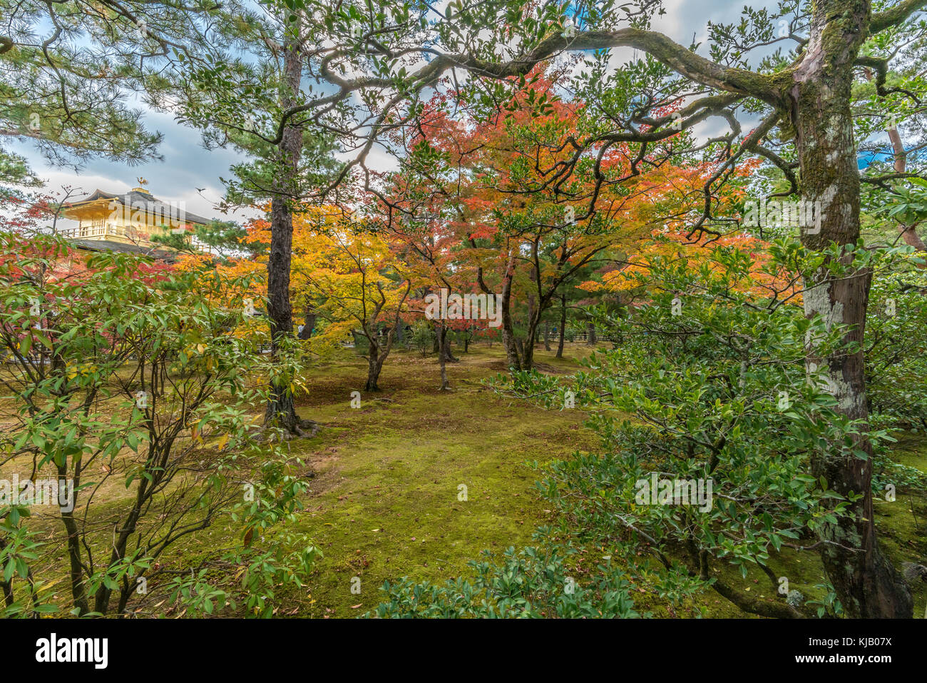 Autumn leaves, Fall foliage of Maple trees (Momiji) at Japanese ...
