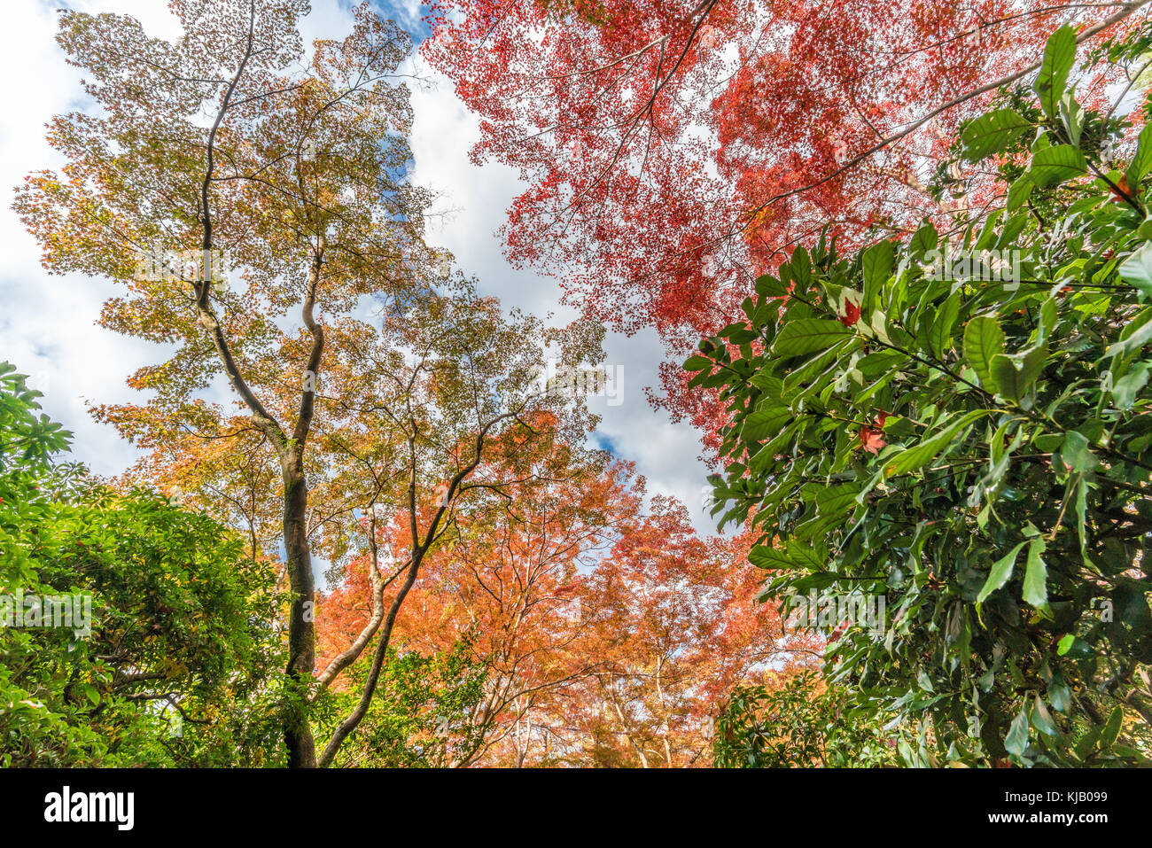 Momiji (Maple tree) Autnum leaves landscape near Ruriko-in Komyo-ji ...
