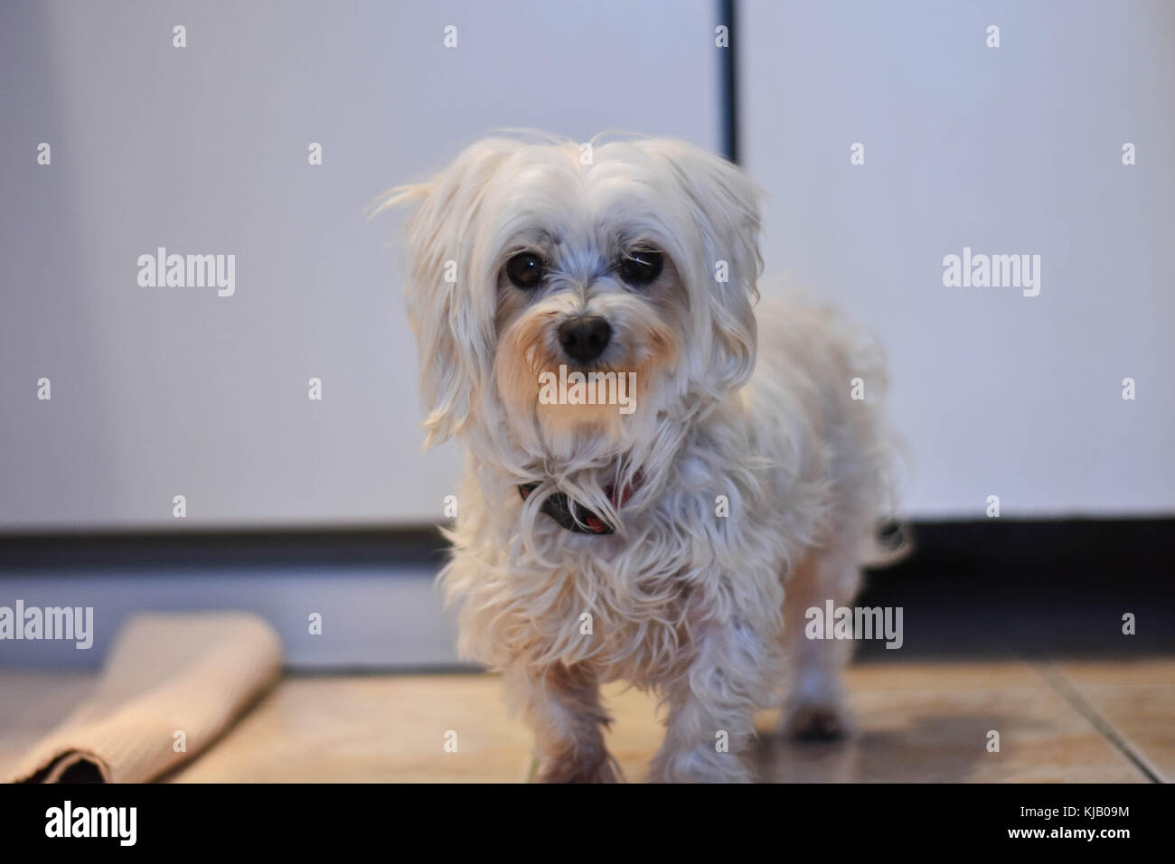 Portrait of cute white maltese dog Stock Photo - Alamy