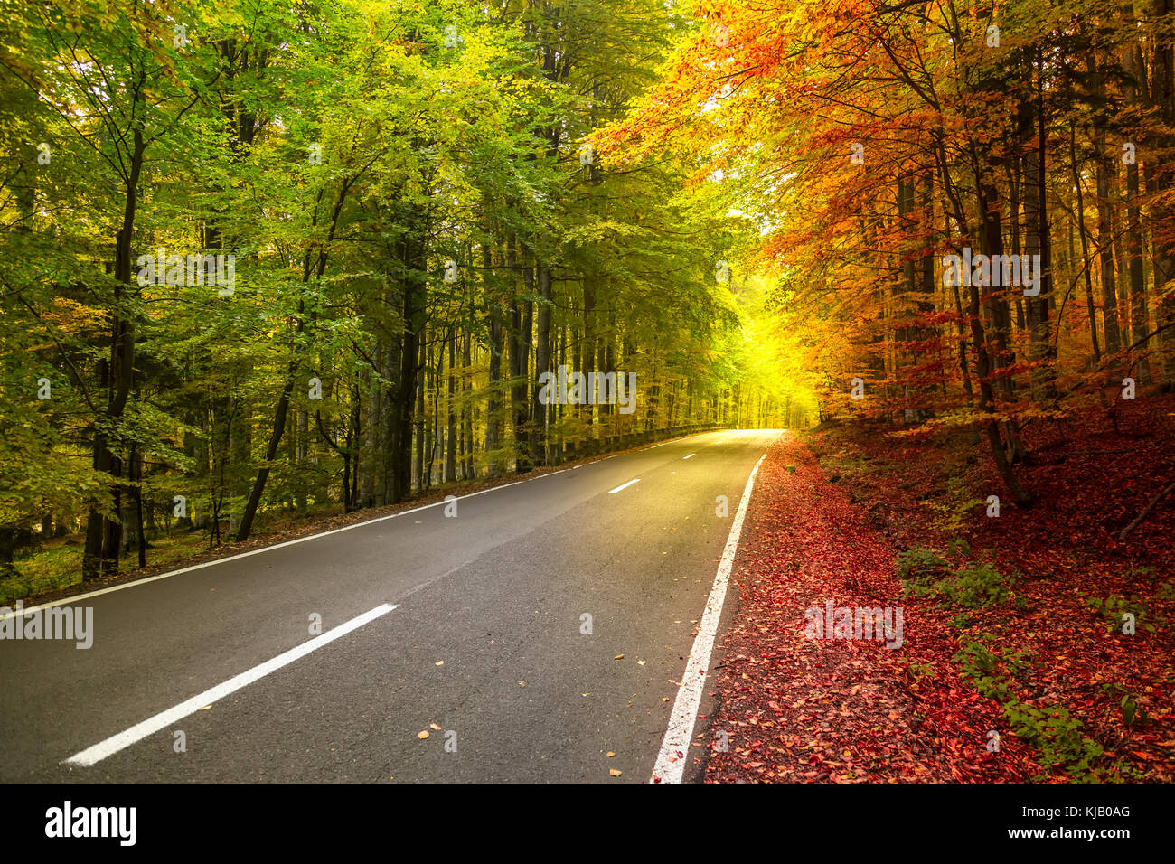 Autumn forest scenery with rays of warm light illuminating the gold ...