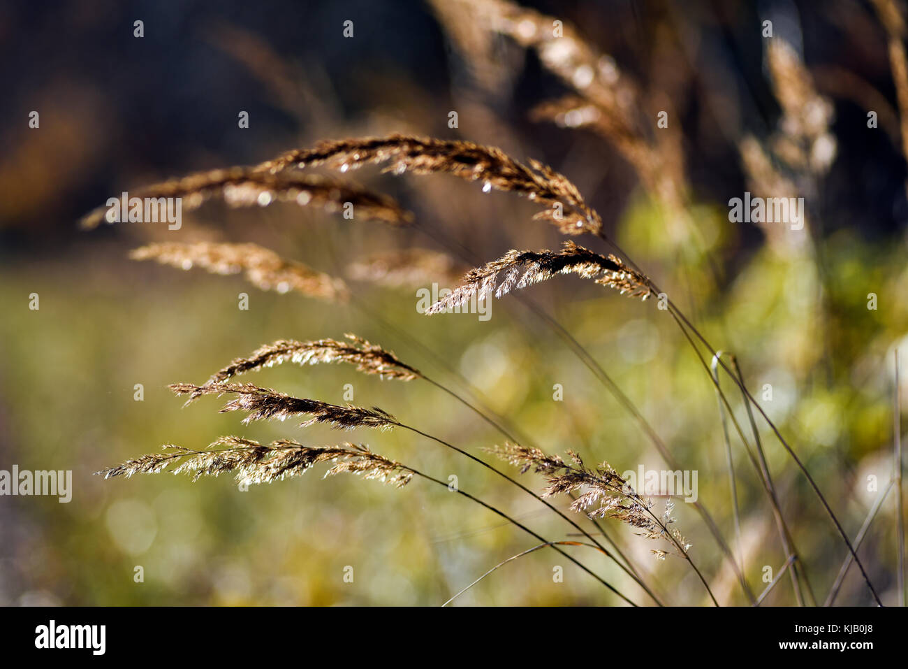 Wilted grass shines in the sun in the autumn season Stock Photo - Alamy