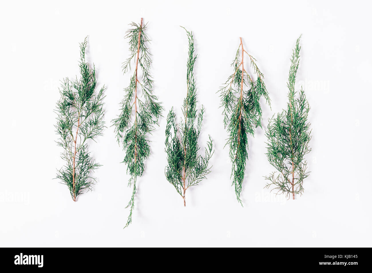 Evergreen sprigs on top Cut Out Stock Images & Pictures - Alamy