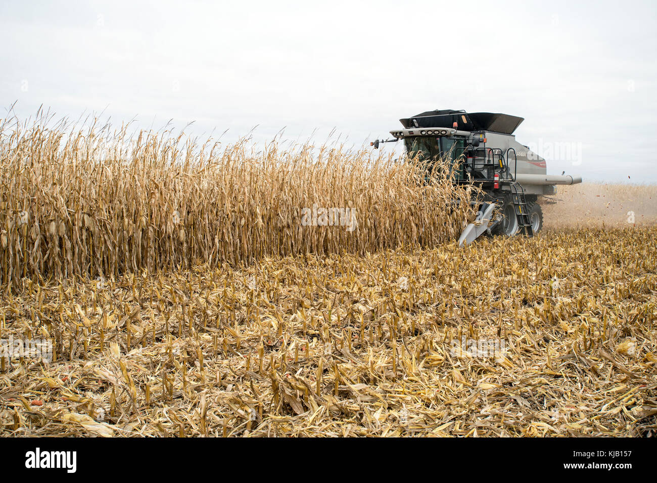 GLEARNER S77 COMBINE HARVESTING CORN, BLOOMING PRAIRIE, MINNESOTA Stock ...