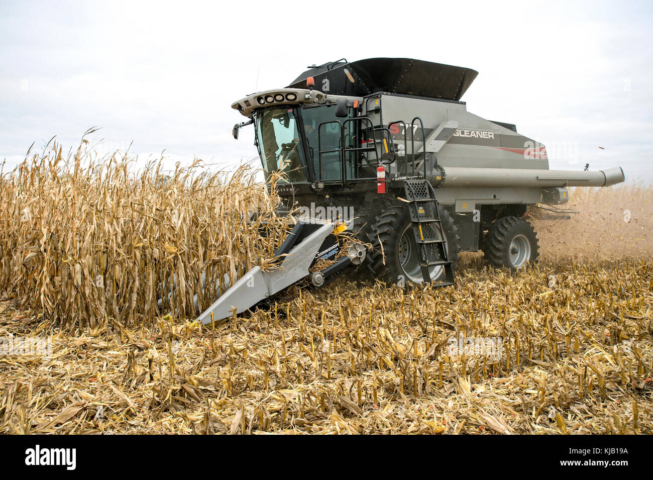 GLEARNER S77 COMBINE HARVESTING CORN, BLOOMING PRAIRIE, MINNESOTA Stock ...
