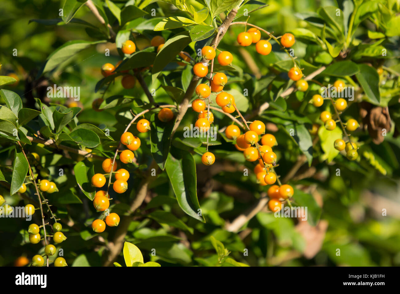 Close up Small seed of Duranta repens Flower on tree Stock Photo - Alamy