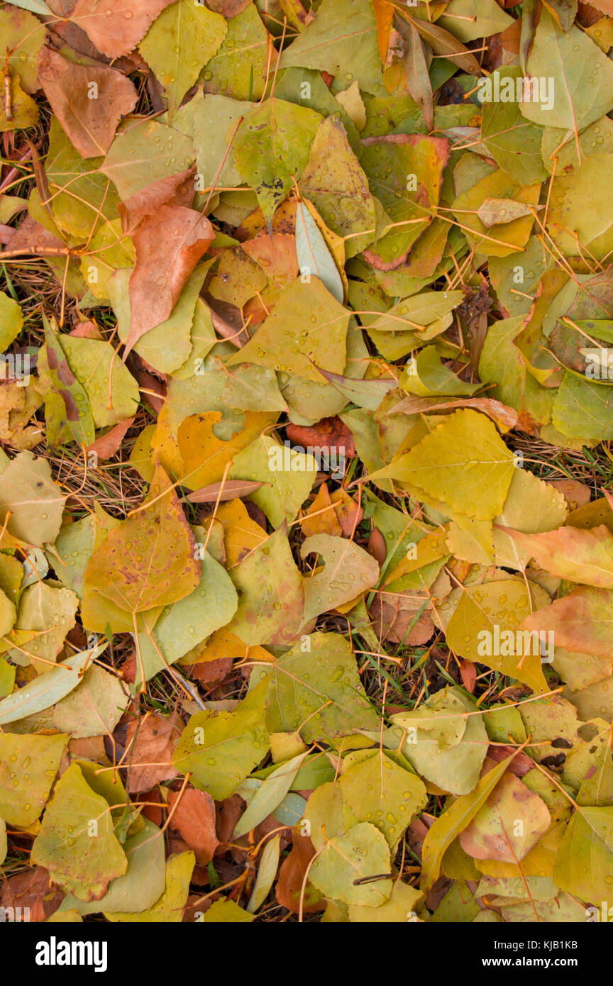 Autumn background with colorful leaves colorful, texture Stock Photo ...