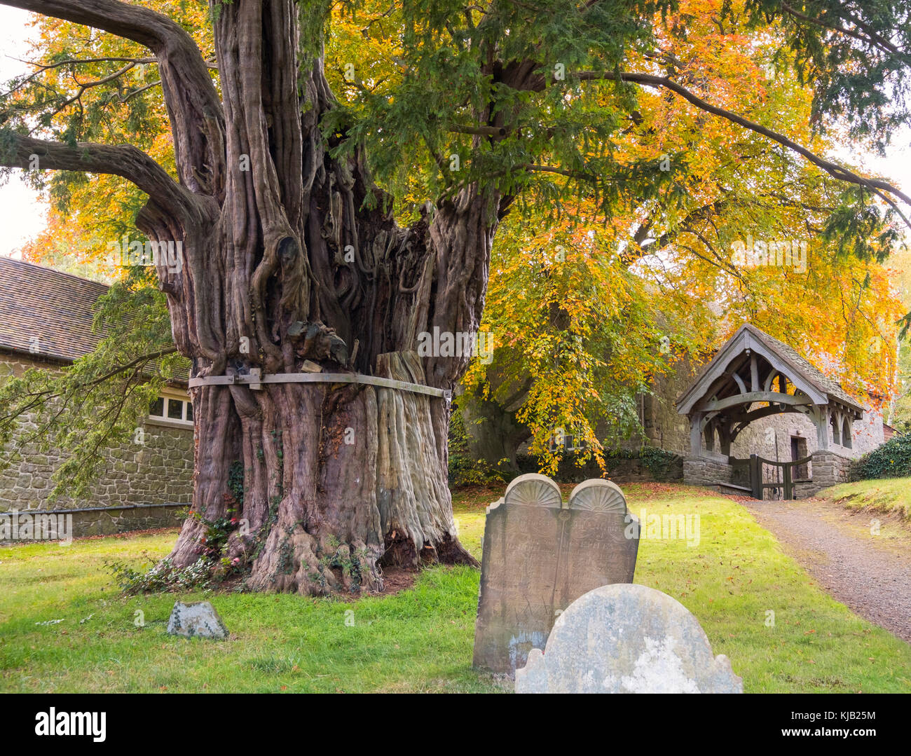 Yew Trees In English Churchyards at Francisco Donnelly blog