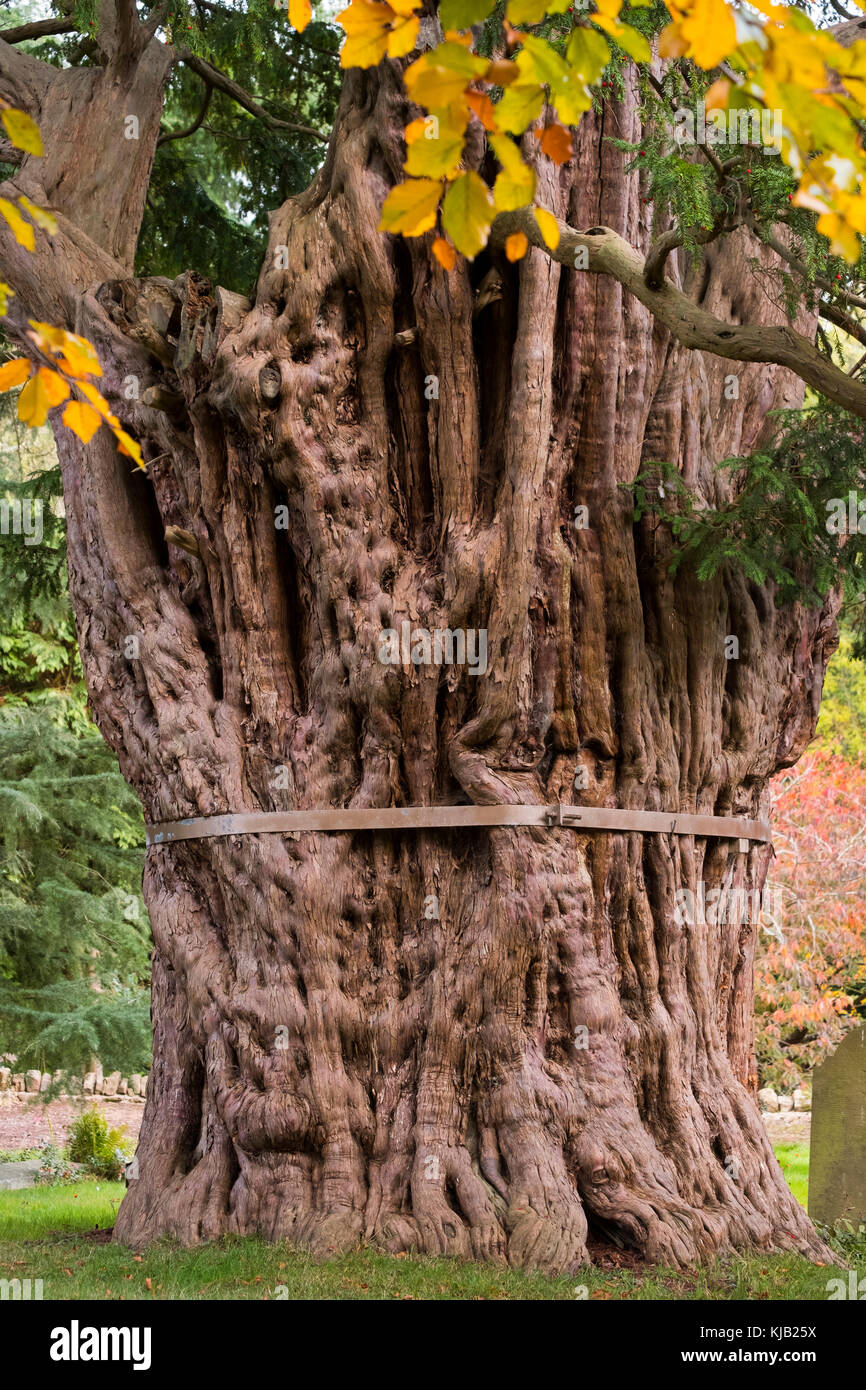 Yew Trees In English Churchyards at Francisco Donnelly blog