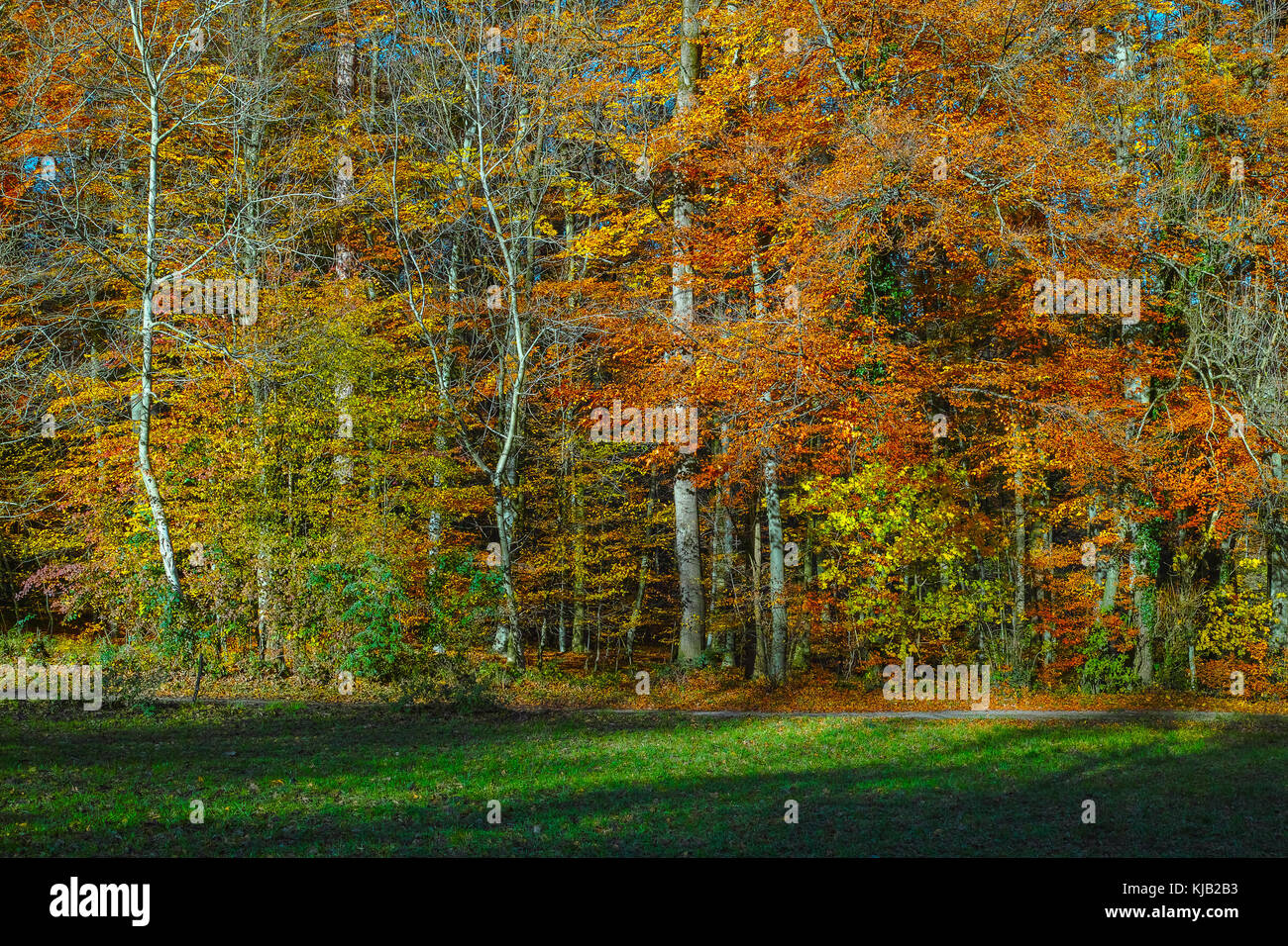 Beautiful Fall Colors of Black Forest, Switzerland Stock Photo - Alamy
