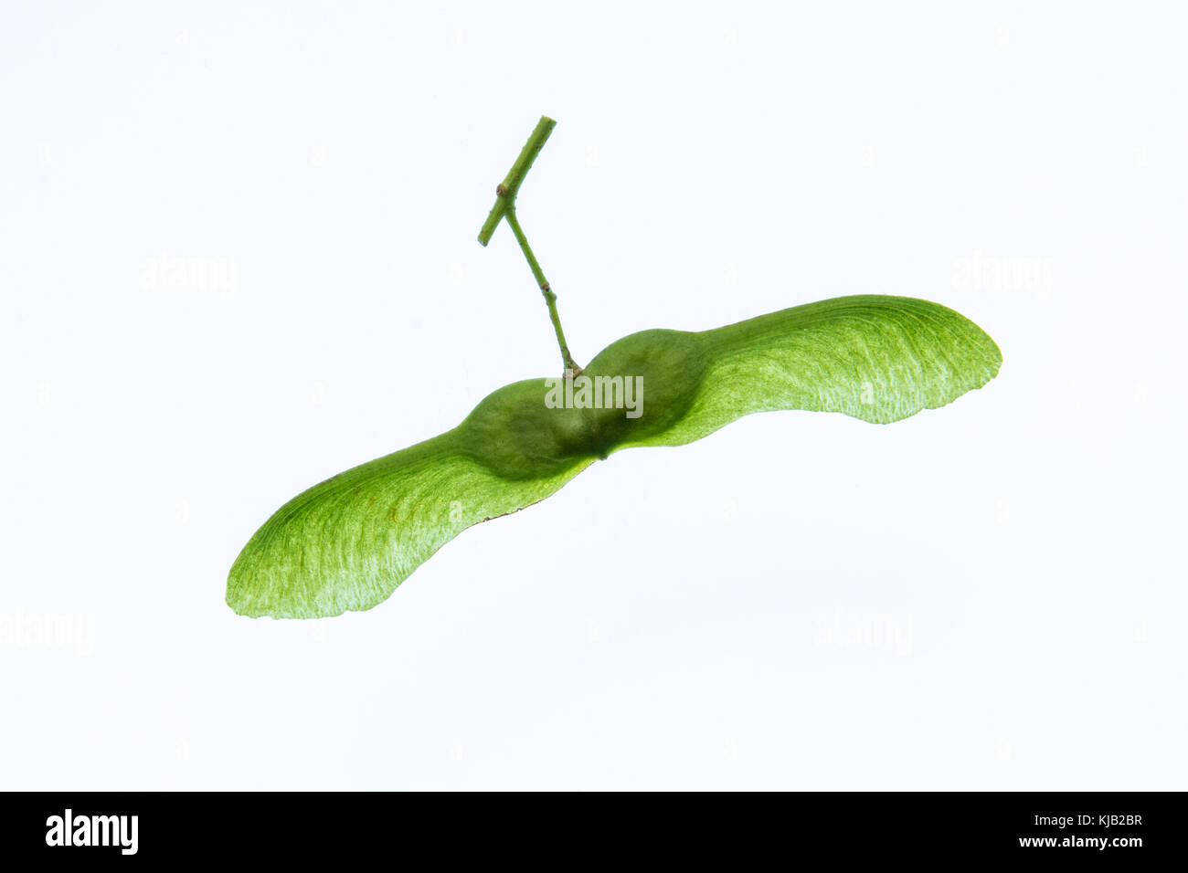 Winged key seeds hi-res stock photography and images - Alamy