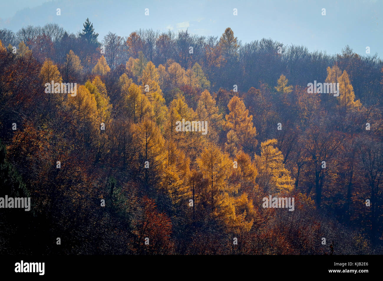 Beautiful Fall Colors of Black Forest, Switzerland Stock Photo - Alamy