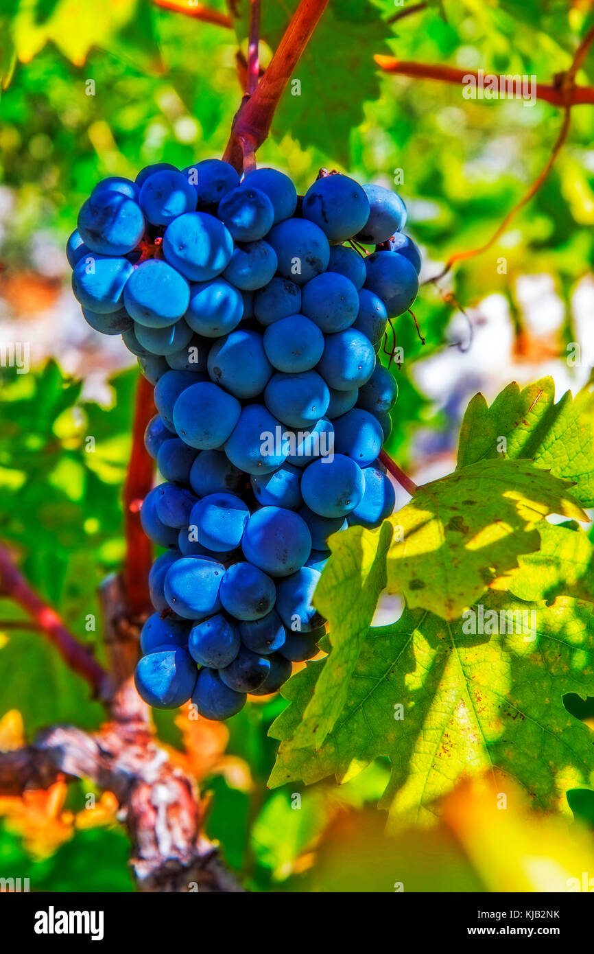 Cluster of juicy very blue grapes Stock Photo - Alamy