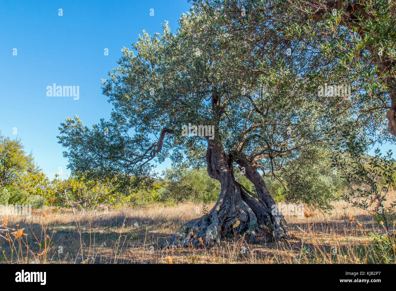 Very old olive tree with strong roots Stock Photo - Alamy