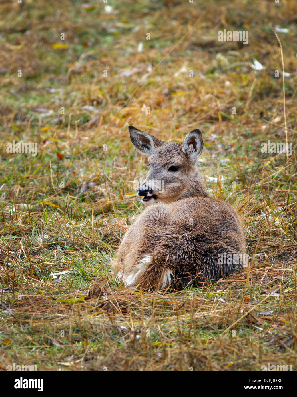 Deer laying down hi-res stock photography and images - Alamy