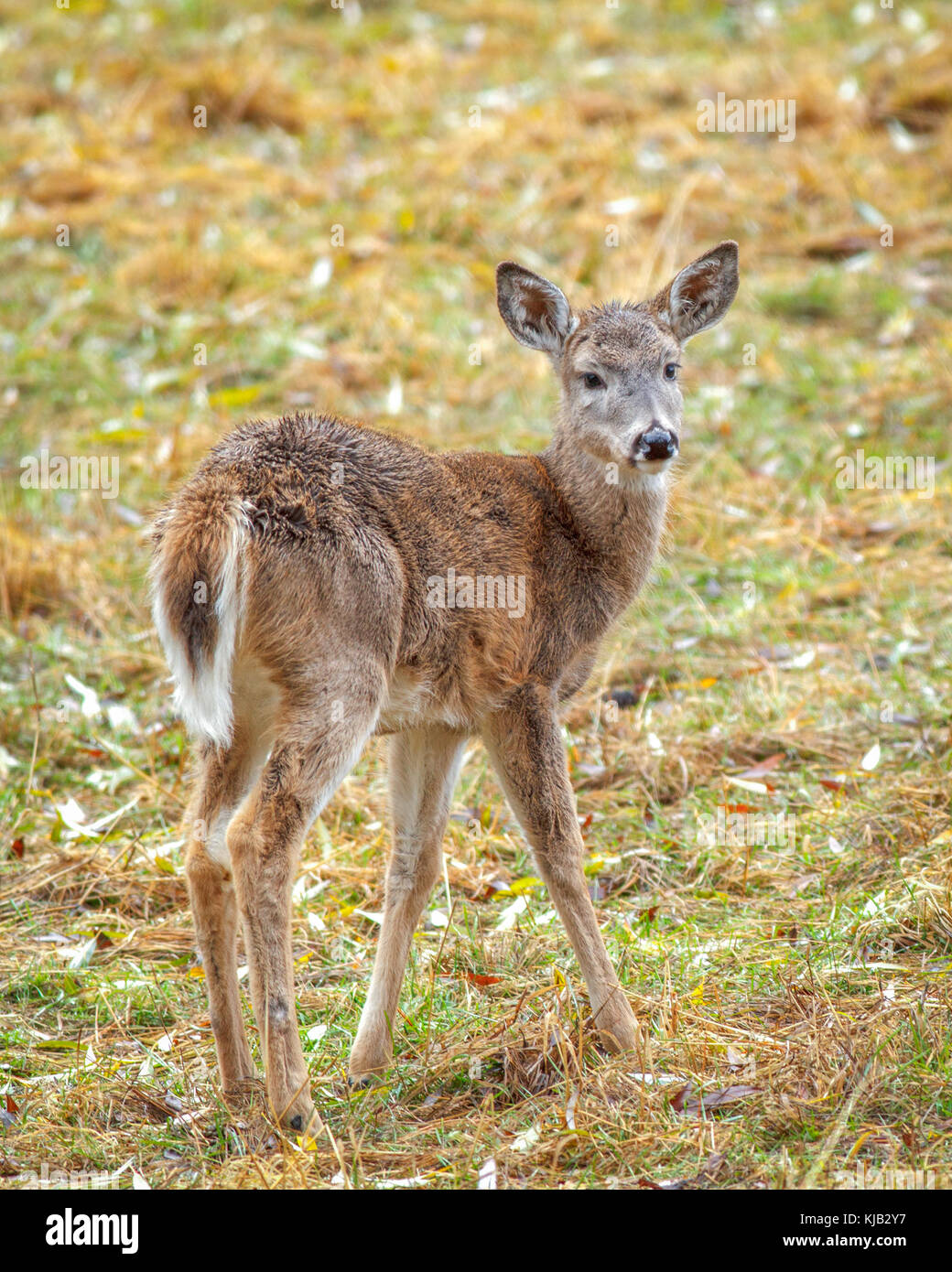 A small deer stands in a field on the east side of Coeur d'Alene, Idaho ...
